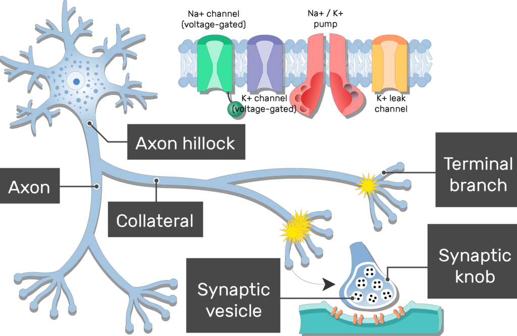Axon - Structure and Functions | GetBodySmart