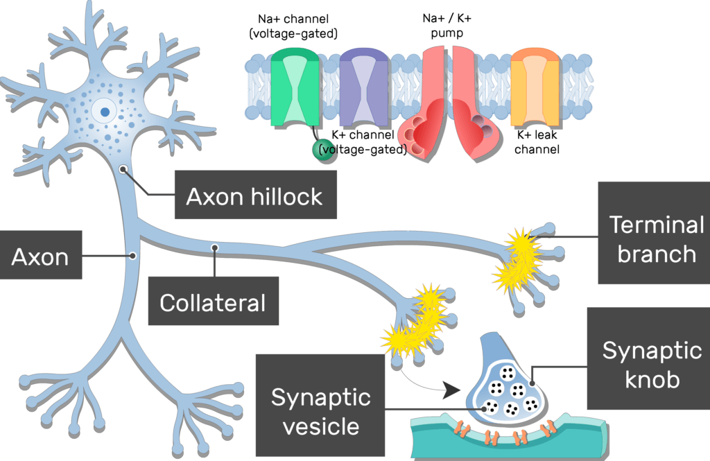Axon - Structure and Functions | GetBodySmart