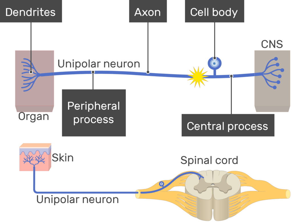 Unipolar Neuron Vs Pseudounipolar