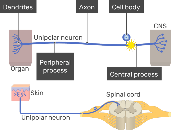 Unipolar Neuron - Structure and Functions | GetBodySmart