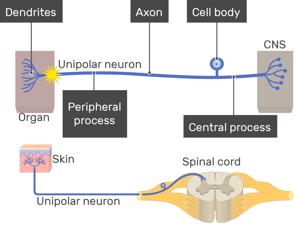 Pseudounipolar Neuron Vs Unipolar