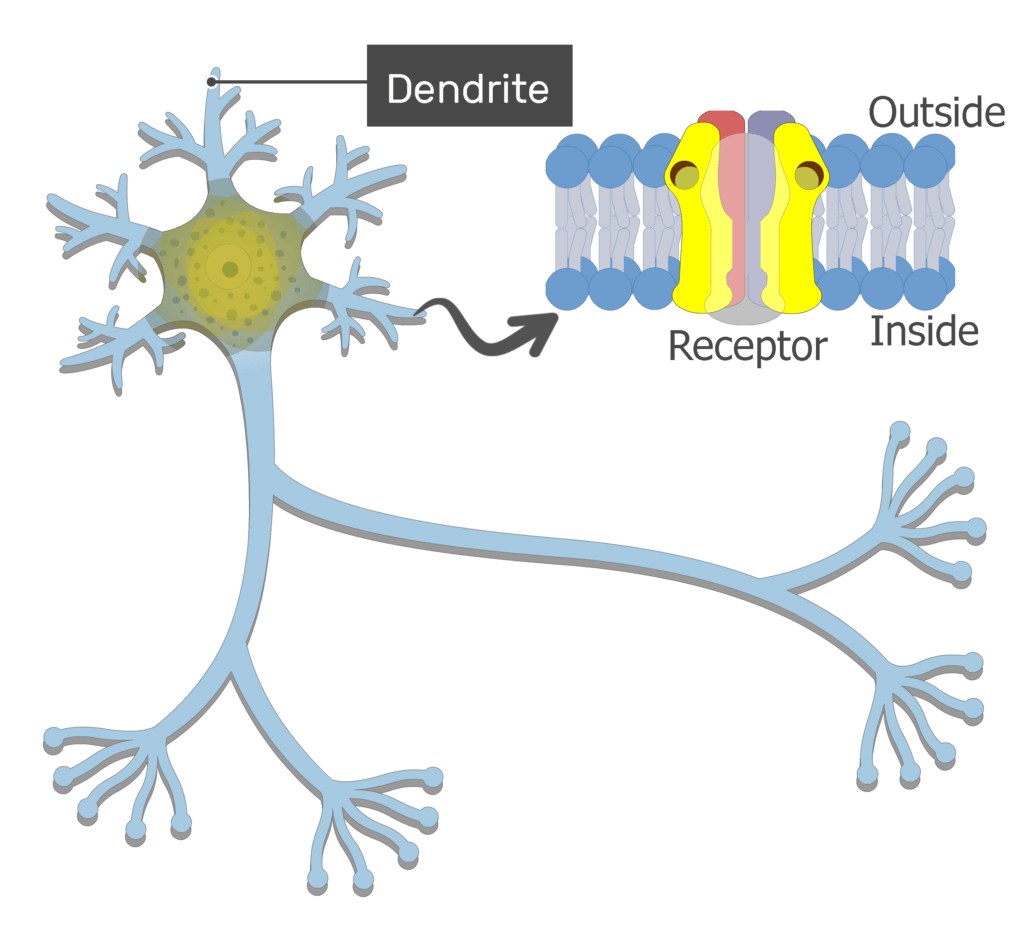 Dendrites: definition, structure and function | GetBodySmart