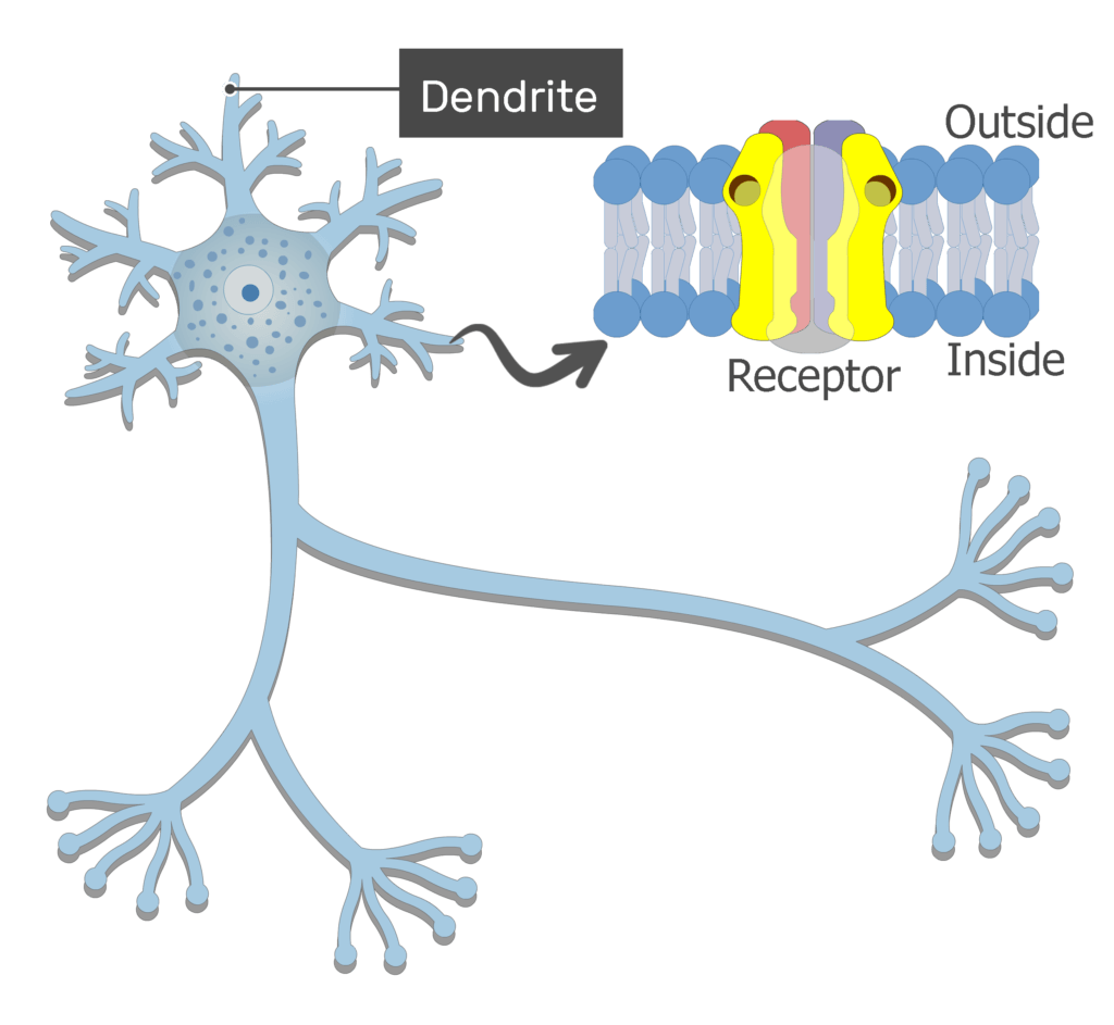Dendrites: definition, structure and function | GetBodySmart