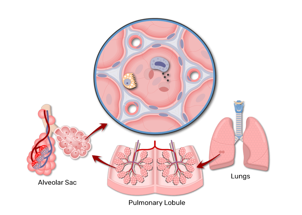 Lung alveoli: anatomy and labeled diagram | GetBodySmart