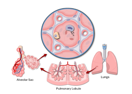 Lung alveoli: anatomy and labeled diagram | GetBodySmart