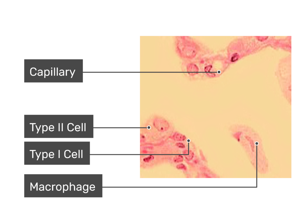 Lung alveoli: anatomy and labeled diagram | GetBodySmart