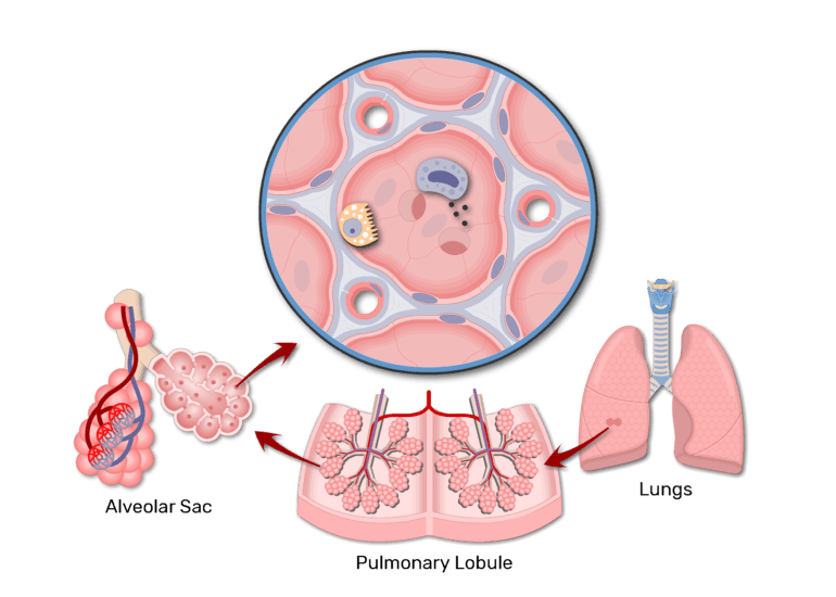Lung alveoli: anatomy and labeled diagram | GetBodySmart