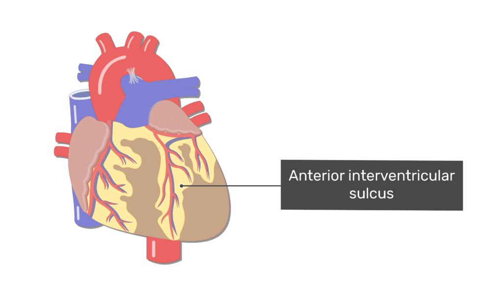 Posterior Interventricular Sulcus