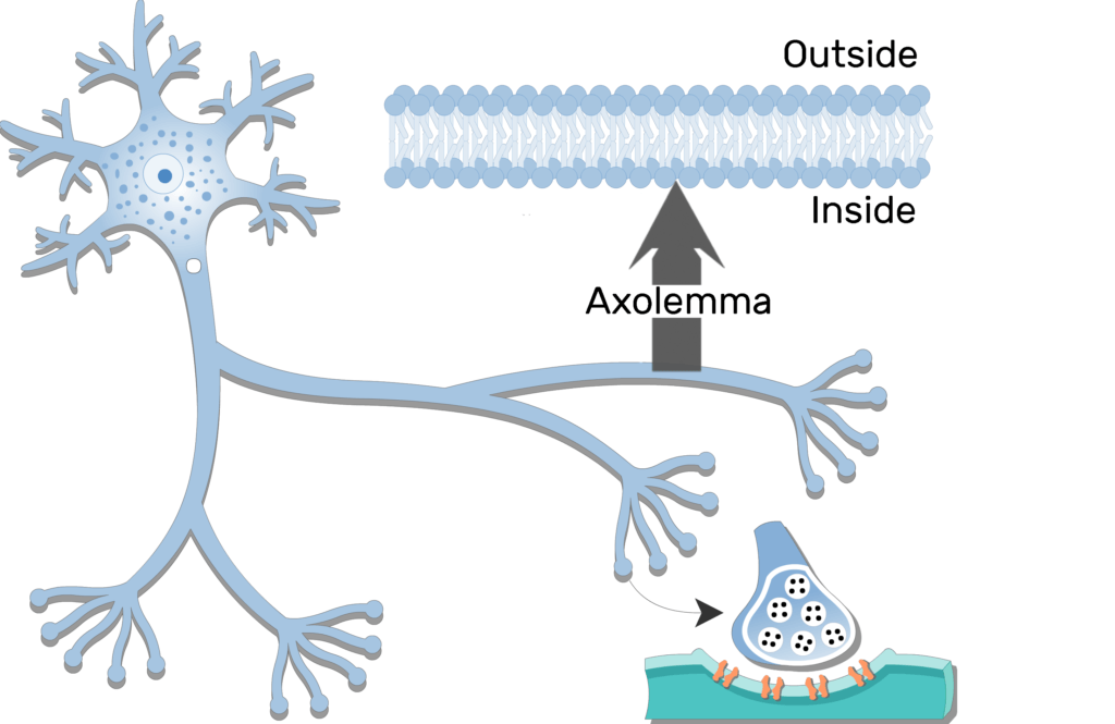 Axons Function Structure Of A Neuron – Explained! 🧠 Neurons