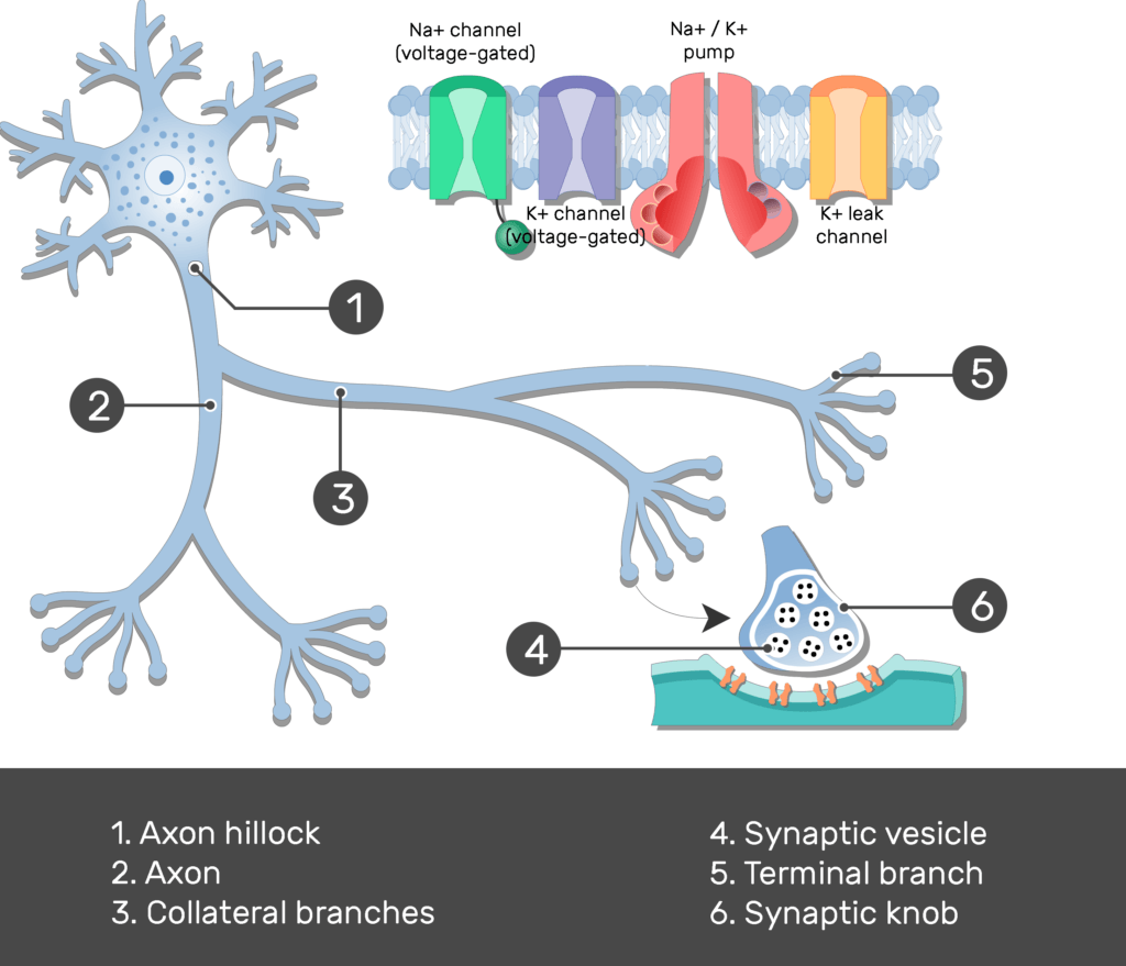 Axon - Structure and Functions | GetBodySmart