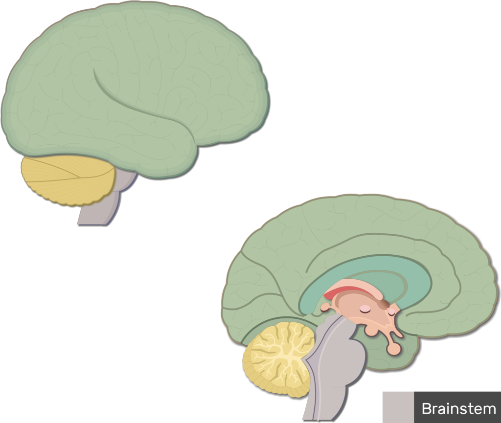 Brainstem Function Brain Anatomy And How The Brain Works | Johns