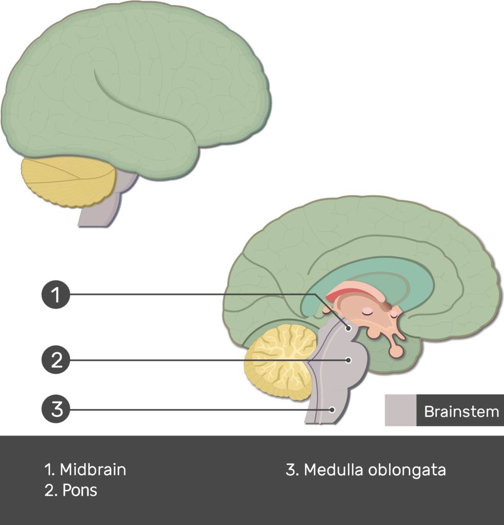 Brainstem Definition Anatomy Parts Function Kenhub