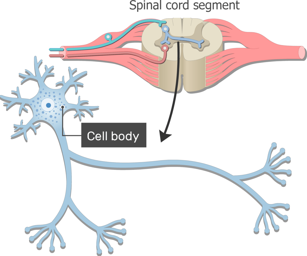 Parts of a neuron labeled and neuron structure | GetBodySmart