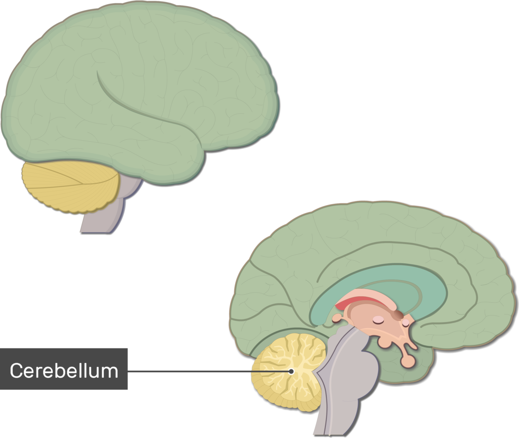 Major brain parts: anatomy, function and diagram | GetBodySmart