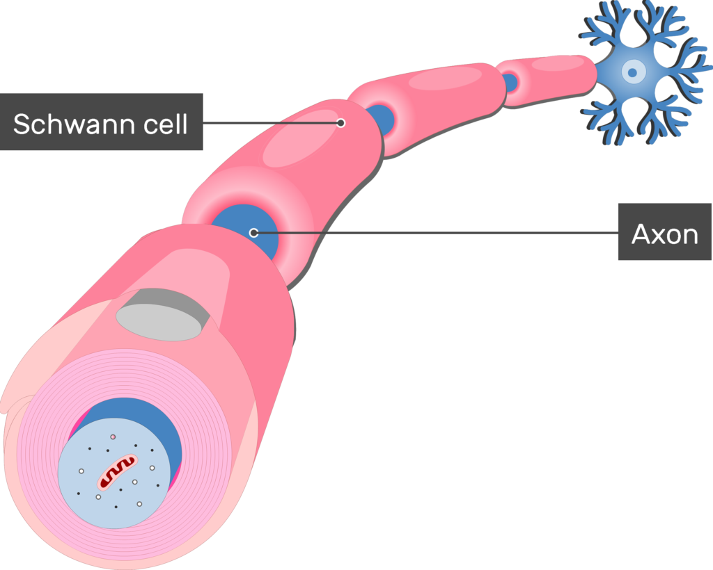 Figure, Unmyelinated Nerve Fibers, Myelin StatPearls NCBI , 49% OFF Figure, Unmyelinated Nerve Fibers, Myelin StatPearls NCBI , 49% OFF