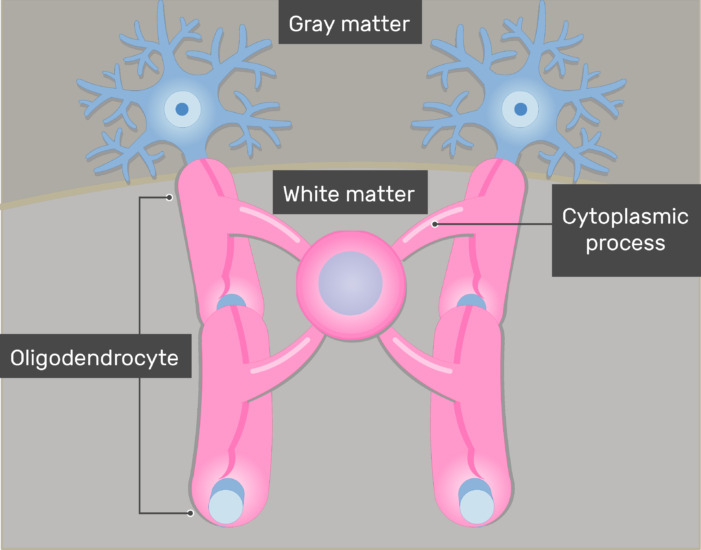 Oligodendrocytes Location Structure And Function Getbodysmart