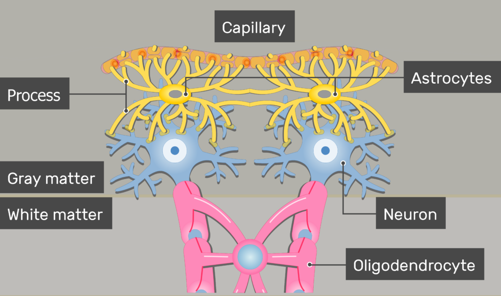 Astrocytes Oligodendrocytes