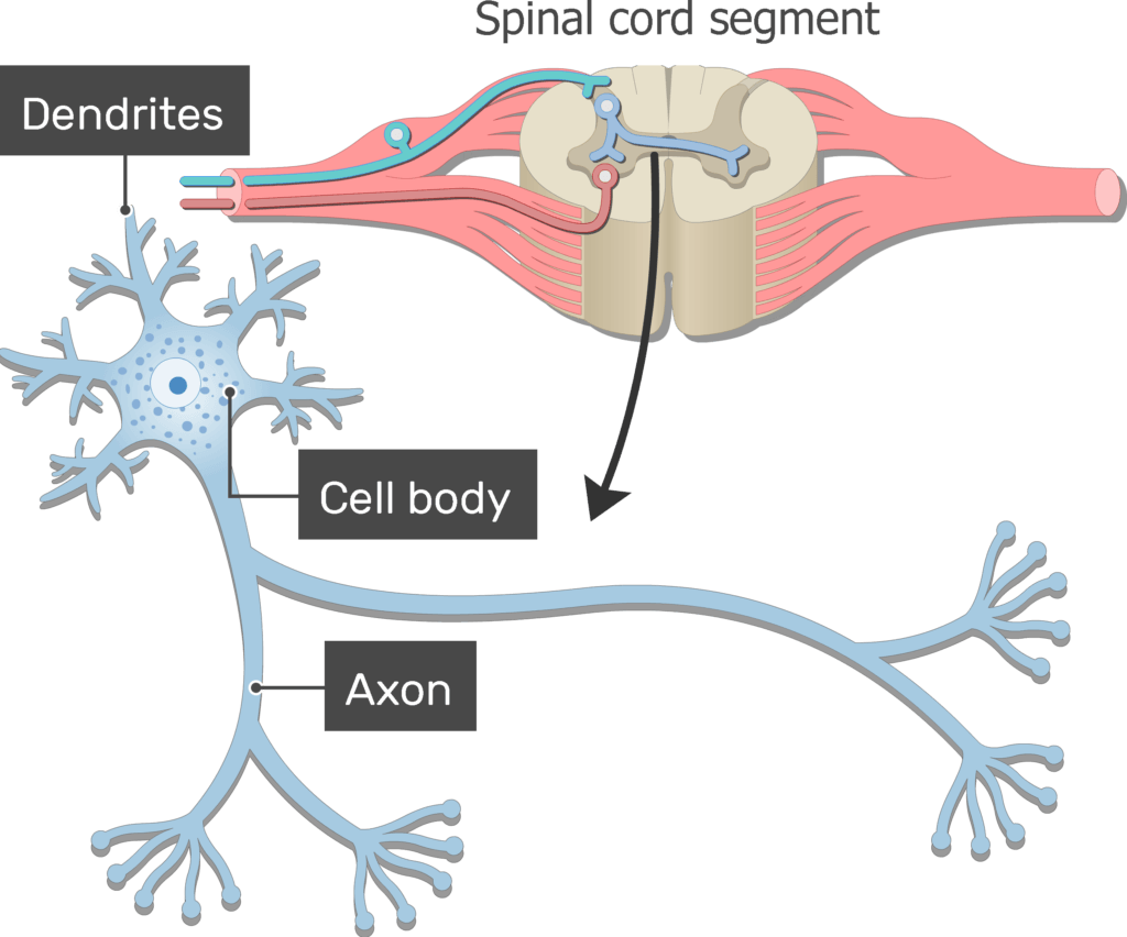 Full Neuron Diagram Labeled