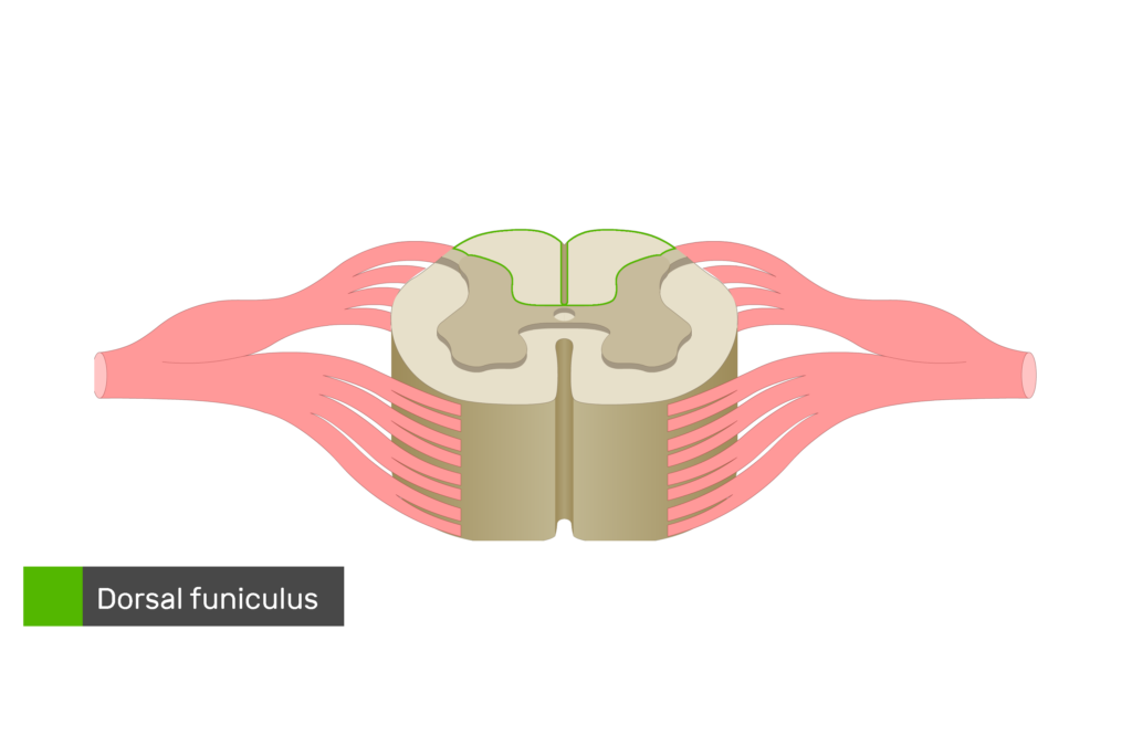 Spinal Cord White Matter - Anatomy & Functions | GetBodySmart