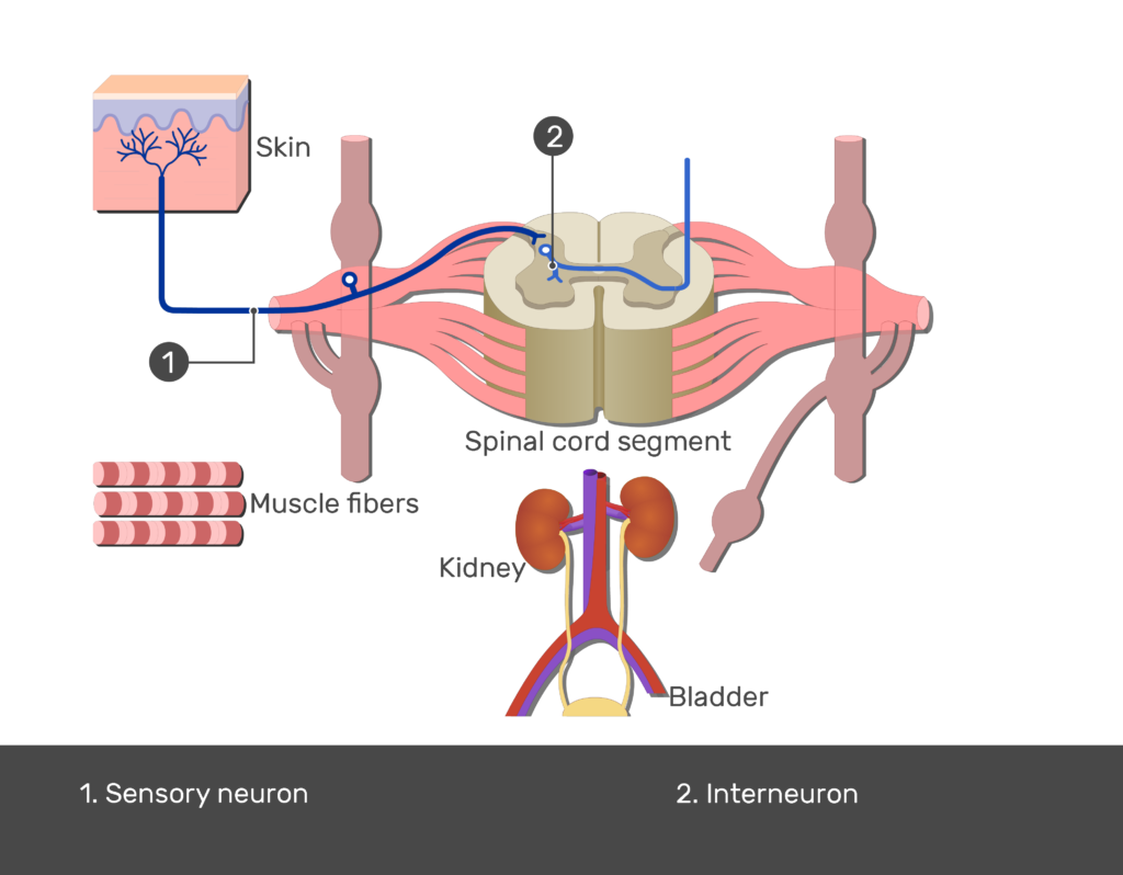 Interneuron Spinal Cord