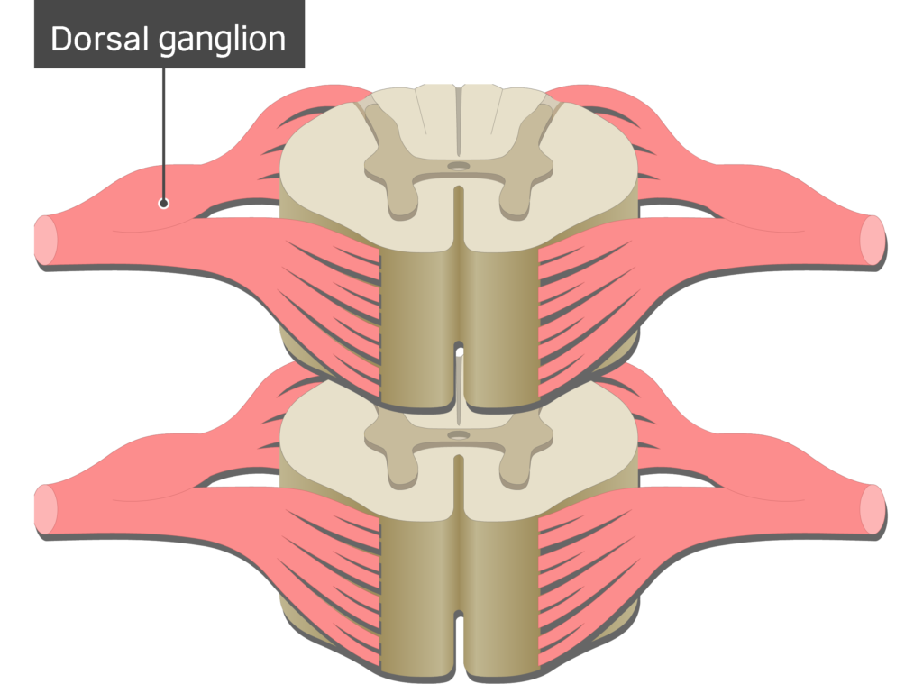 Dorsal Root Ganglion Location