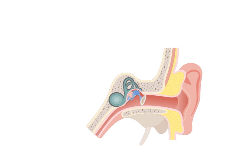 Eustachian tube (auditory tube): anatomy and function | GetBodySmart