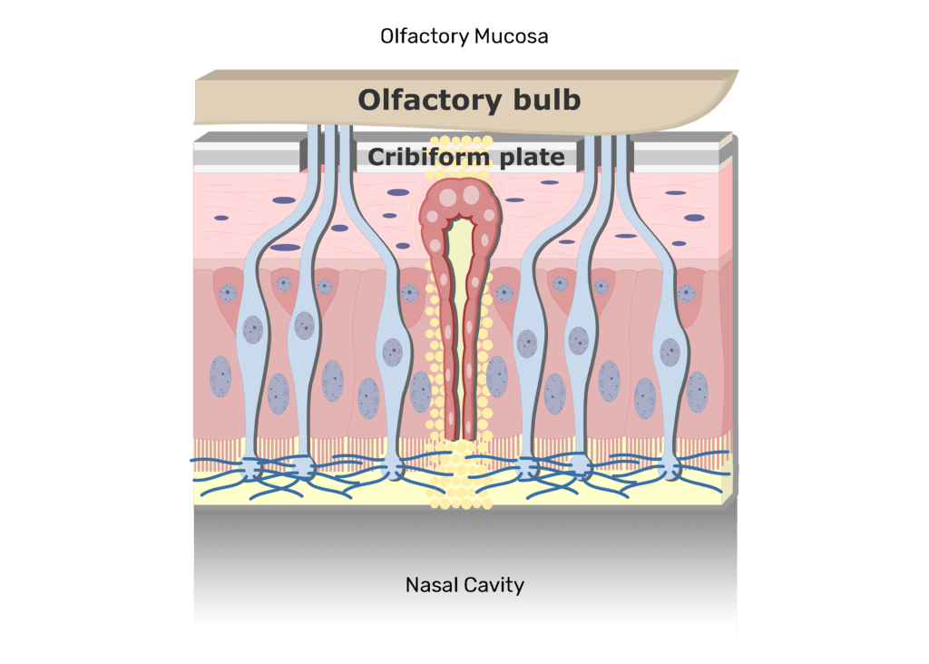 Olfactory Mucosa