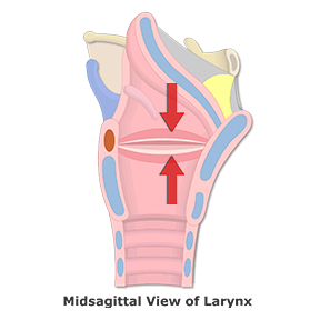 True And False Vocal Cords Model