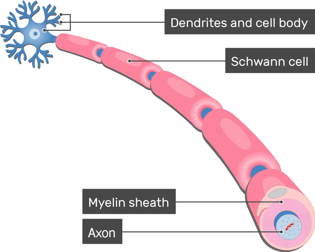 Myelinated Axon Myelin The Myelin Sheath TeachMePhysiology