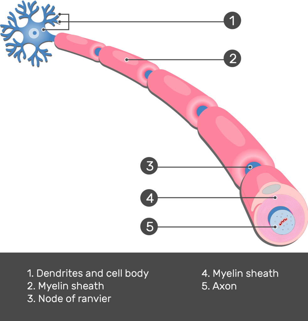 Neuron Model Labeled Myelin Sheath