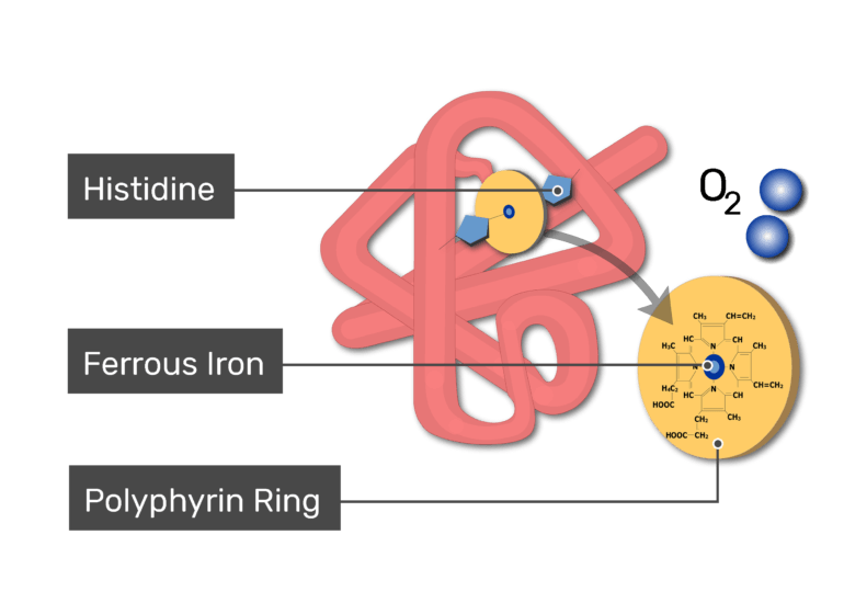 Myoglobin Definition Structure And Function Getbodysmart
