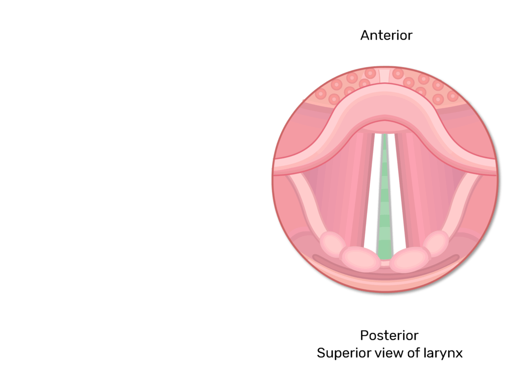 What Is The Glottis With Pictures