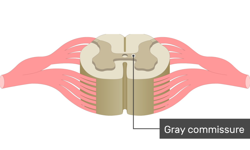 Spinal Cord Gray Matter Anatomy & Functions | GetBodySmart