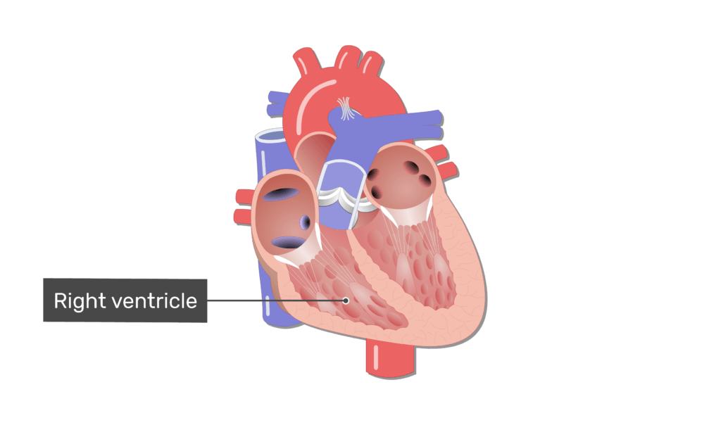 Right Ventricle Anatomy HEART ANATOMY — Mitral Therapies.com