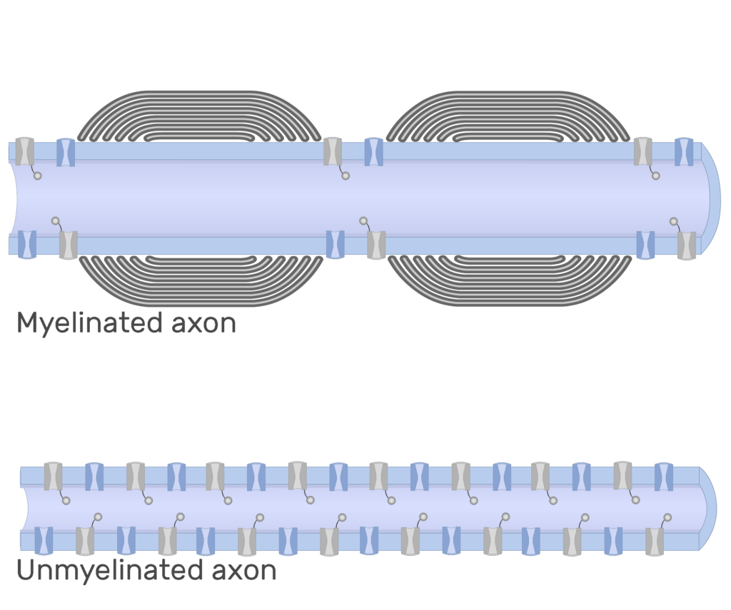 Labelled unmyelinated and myelinated axons | GetBodySmart