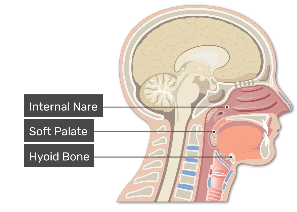 Pharynx Anatomy Model