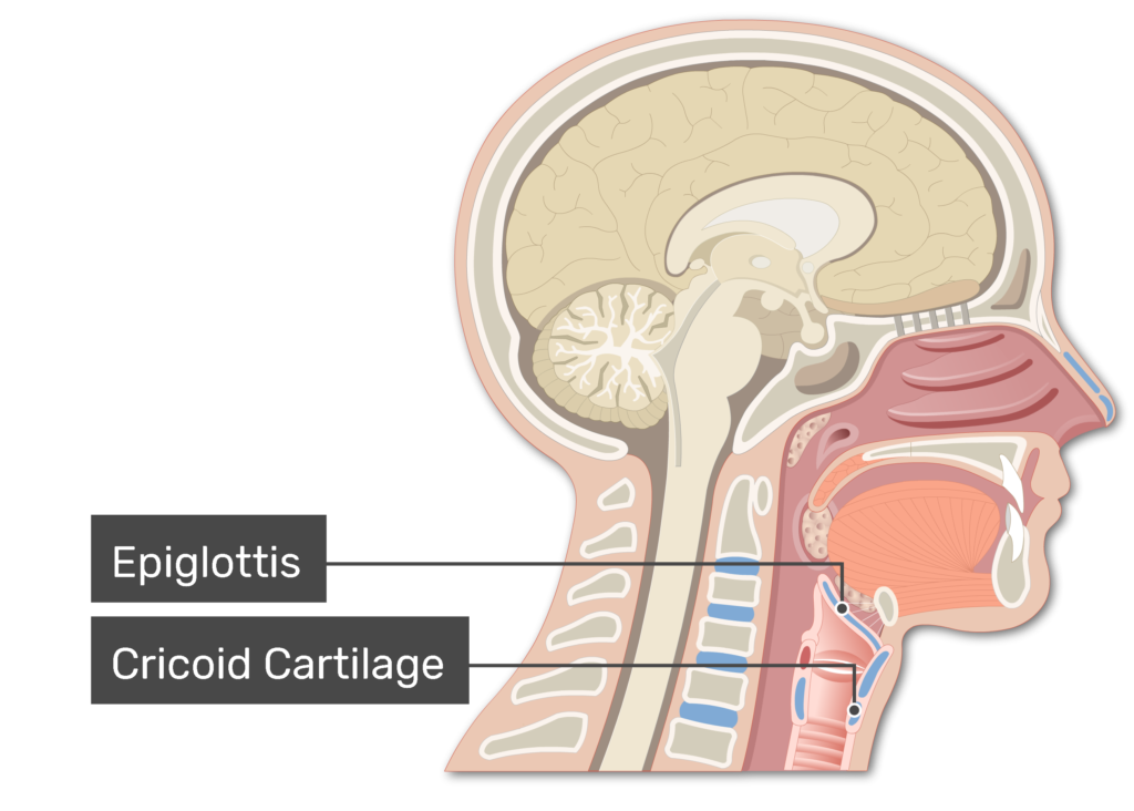 Anatomy and regions of the pharynx | GetBodySmart