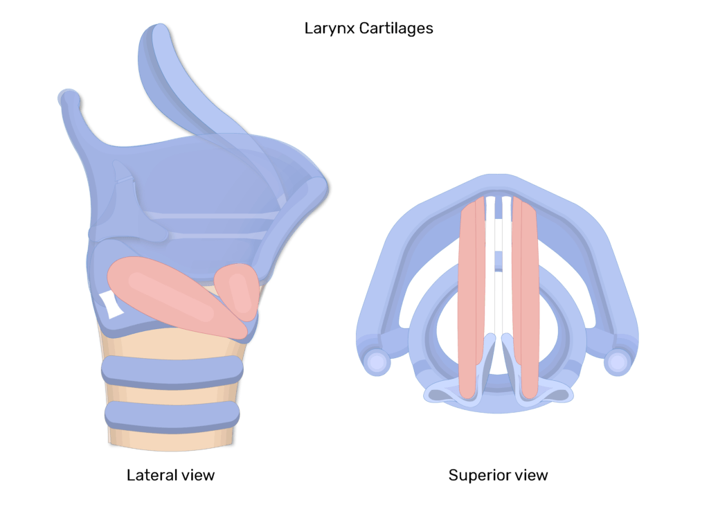 Anatomy Of Larynx Muscles
