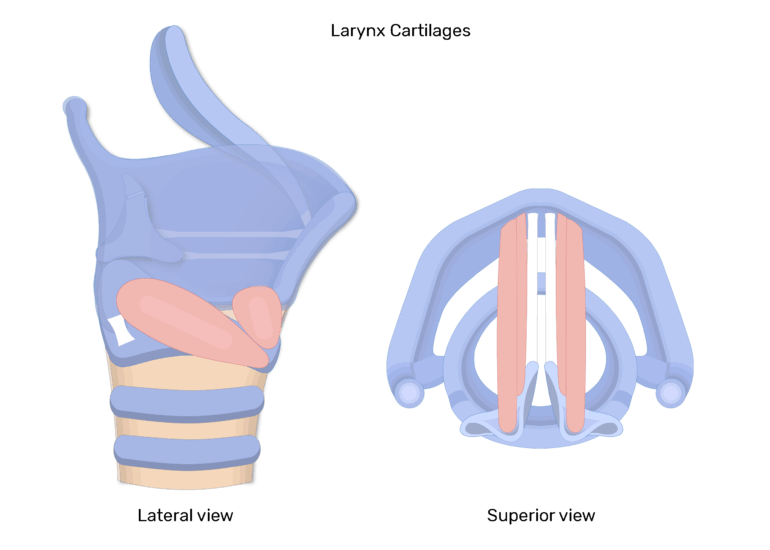 Intrinsic laryngeal muscles | GetBodySmart