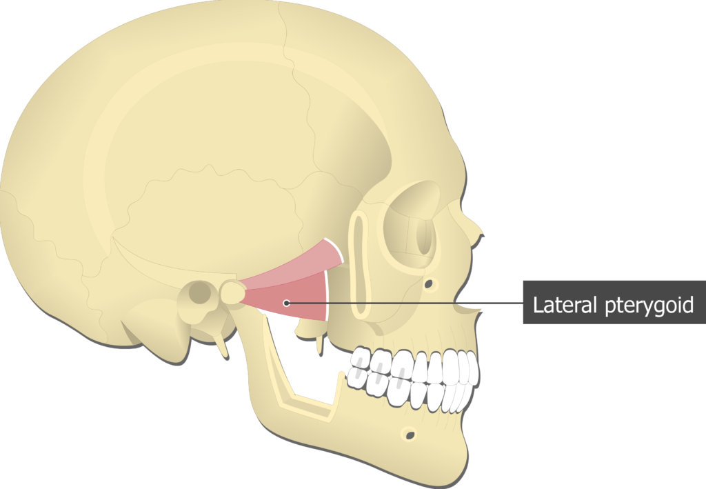 Lateral Pterygoid Action