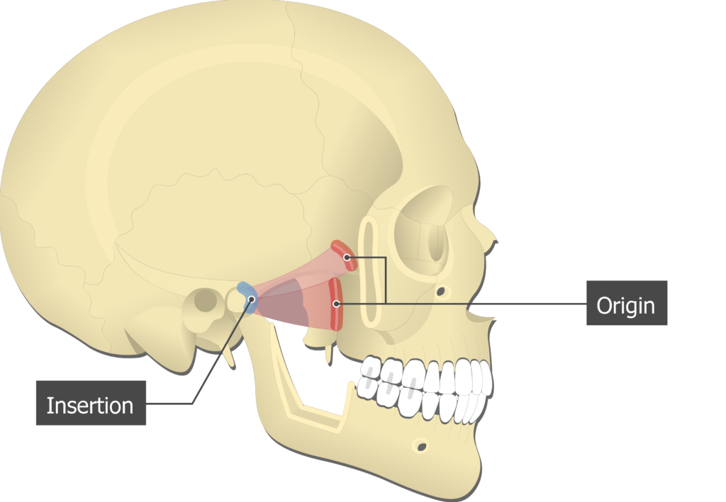 Lateral Pterygoid Origin And Insertion