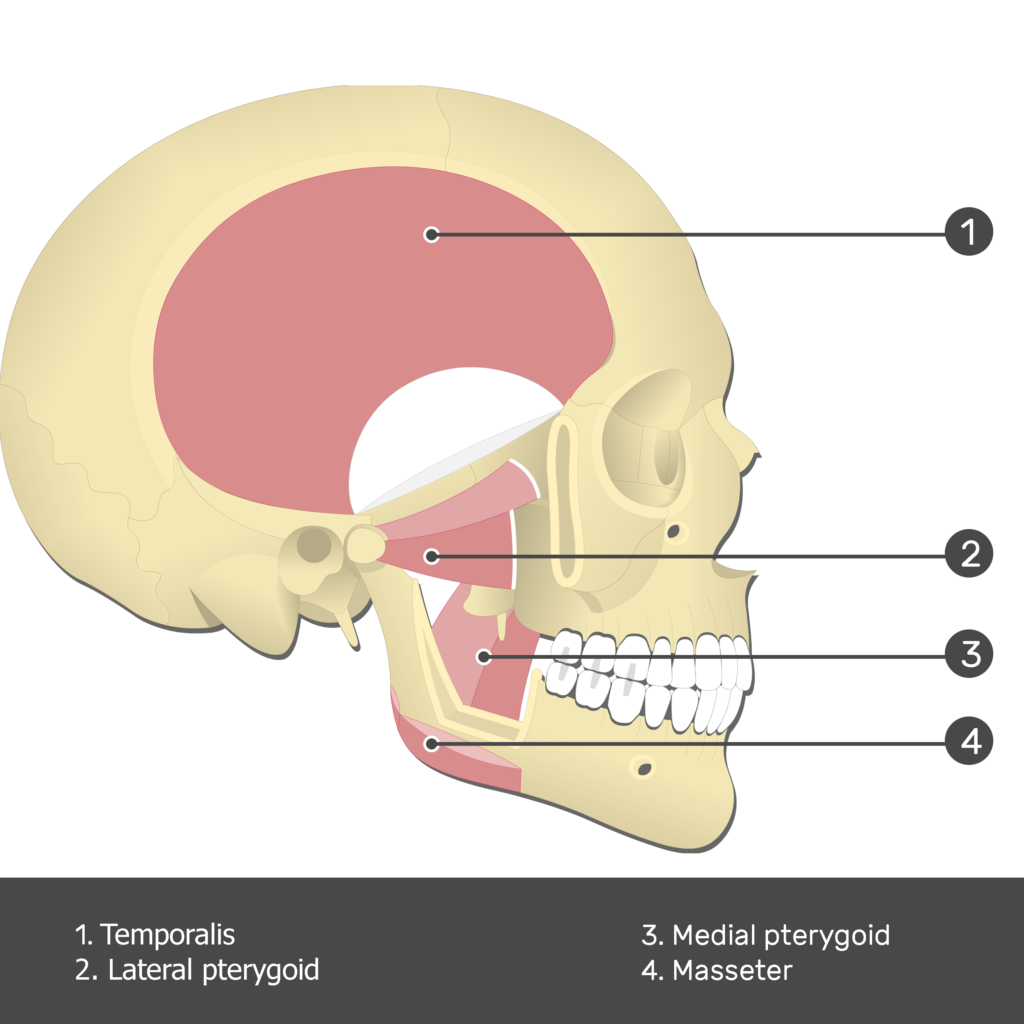 Lateral Pterygoid Muscle