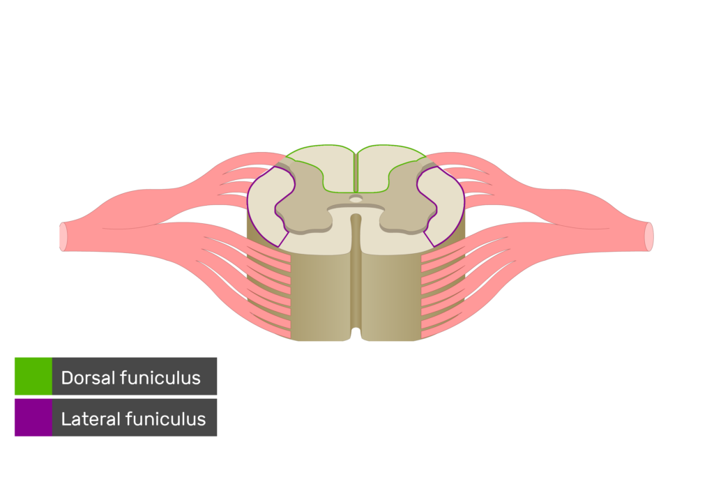Spinal Cord White Matter - Anatomy & Functions | GetBodySmart