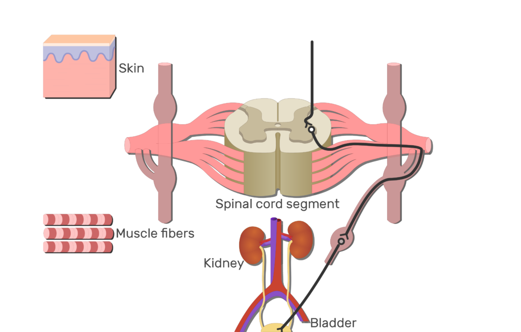 Spinal Cord Gray Matter Anatomy & Functions | GetBodySmart