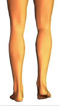 Plantaris Muscle - Attachments, Actions & Innervation | GetBodySmart