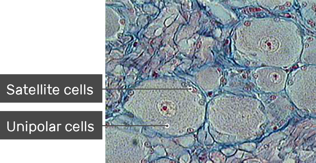 Satellite Cells And Schwann Cells