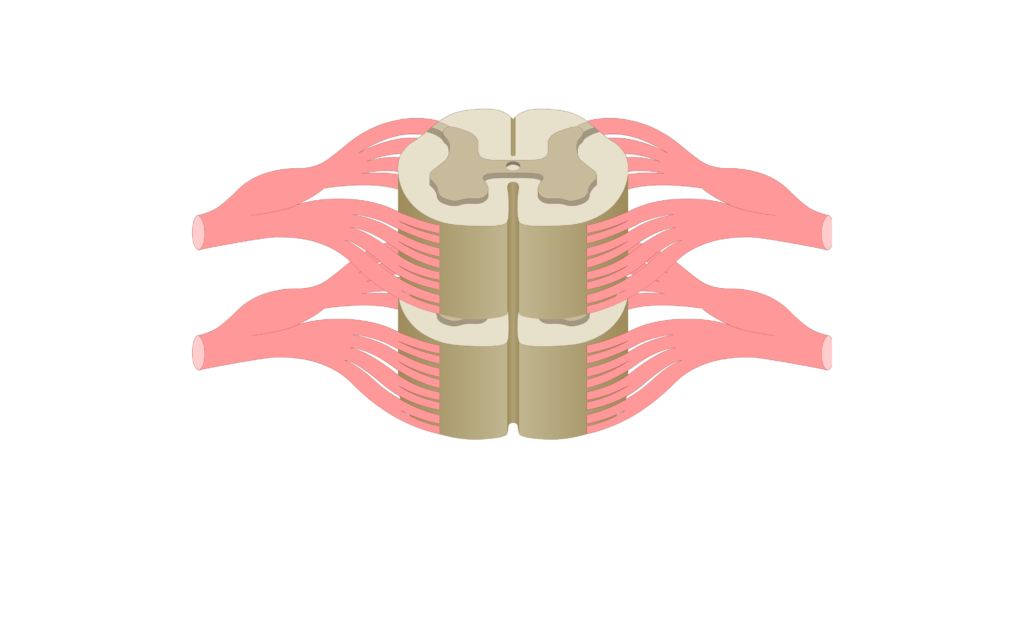 Describe The Cross Sectional Anatomy Of Spinal Cord What Is Spinal