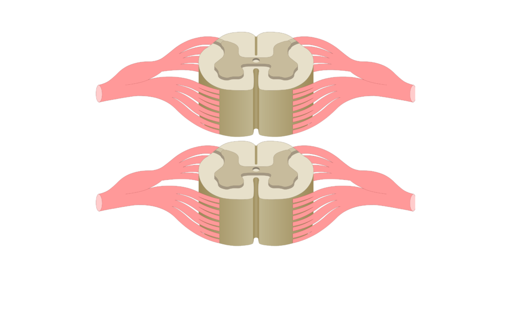 Spinal Cord Cross Section Diagram Labeled Spinal Cord Anatomy