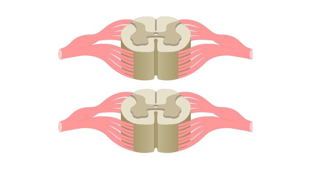 Spinal Nerve Cross Section Slide
