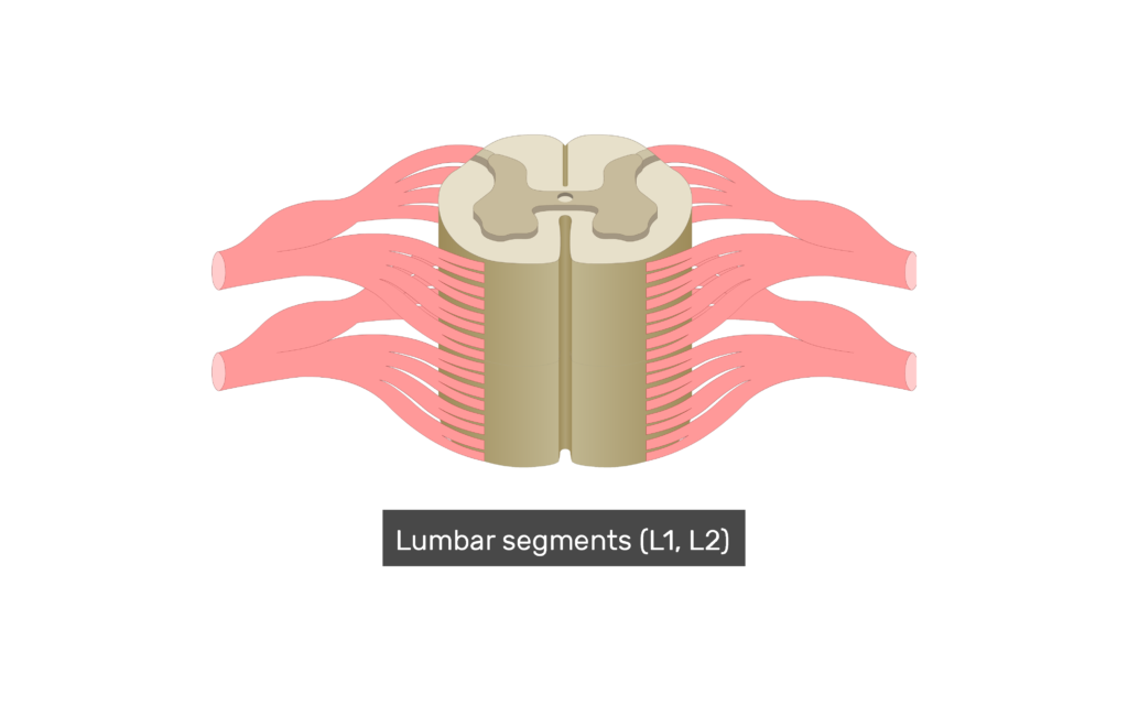 Spinal Cord Anatomy Cross Section
